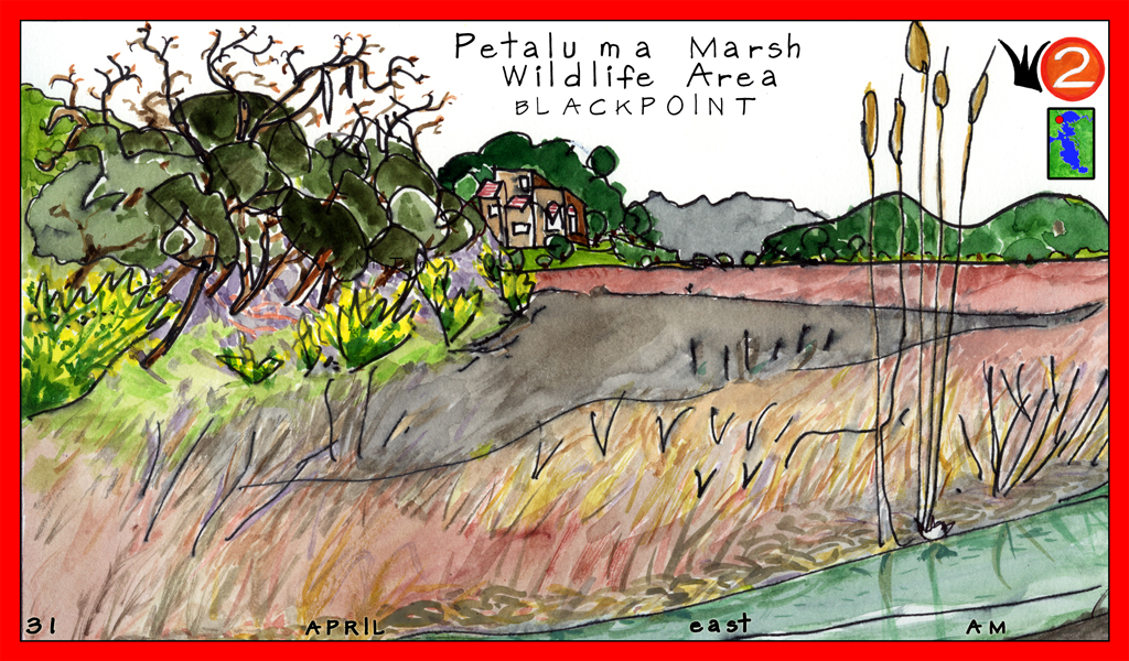24_Petaluma_Marsh_Blackpoint | Alan Leon [Public Artist - Workshop Leader]